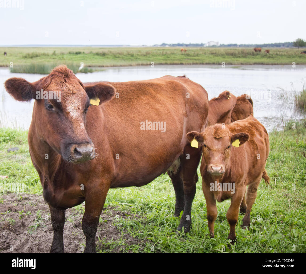 Tagging cows hi-res stock photography and images - Alamy