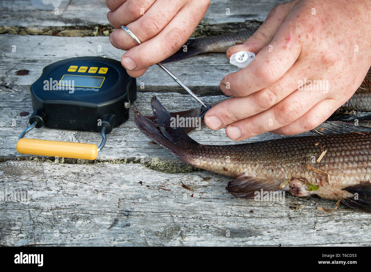 Ichthyological ichthyology hi-res stock photography and images - Alamy