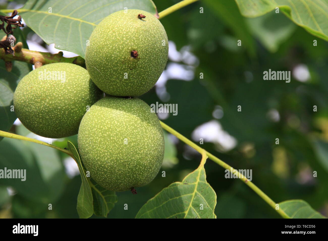 Walnuts green hi-res stock photography and images - Alamy