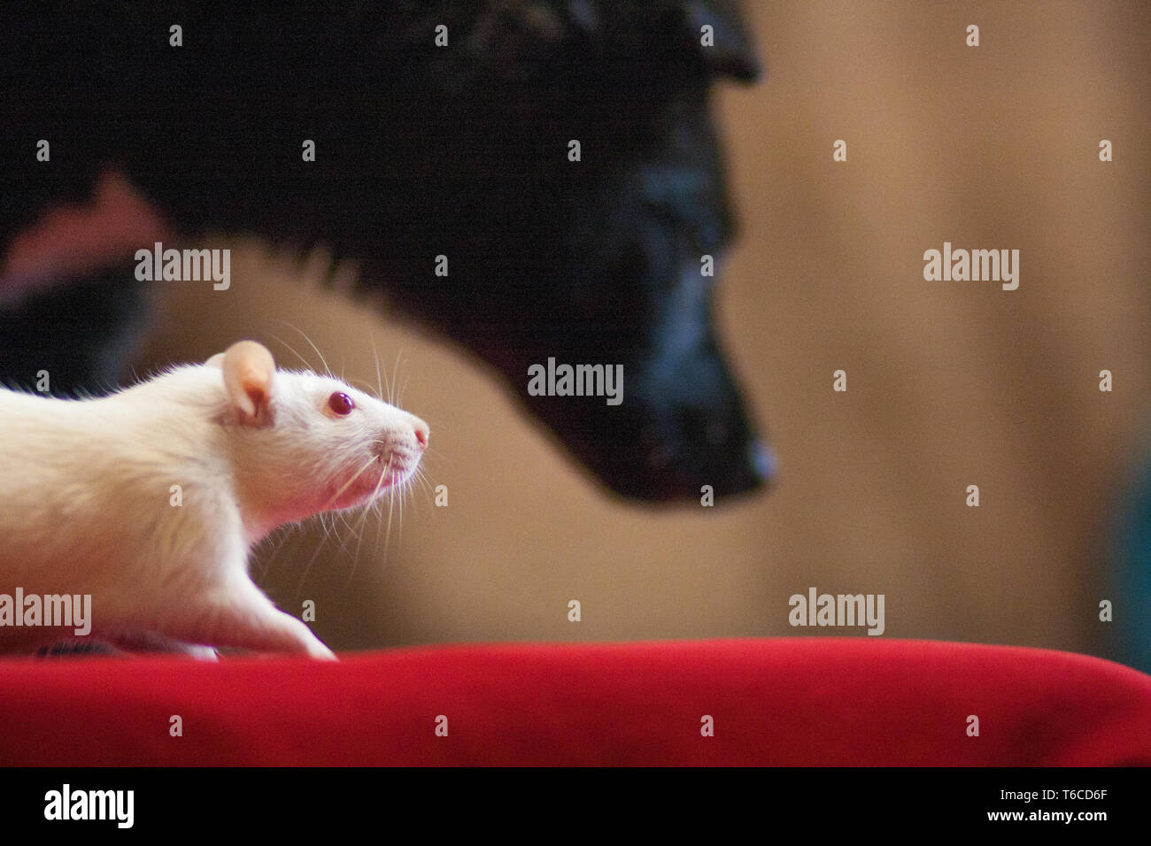 Fluffy Tail High Resolution Stock Photography and Images - Alamy