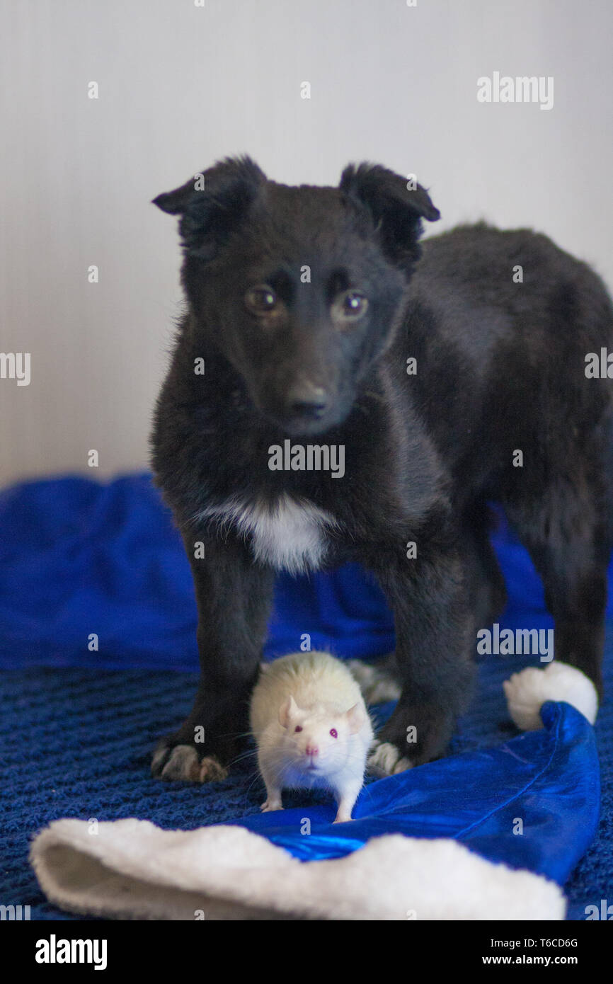 Rat Dog High Resolution Stock Photography and Images - Alamy