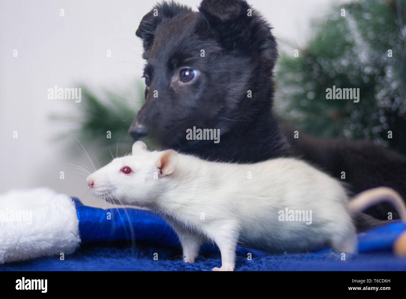 Dog and rat concept. Friendship of animals. Animals White rat Stock ...