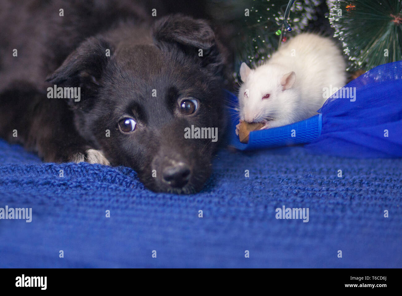 Dog and rat concept. Friendship of animals. Animals White rat Stock ...