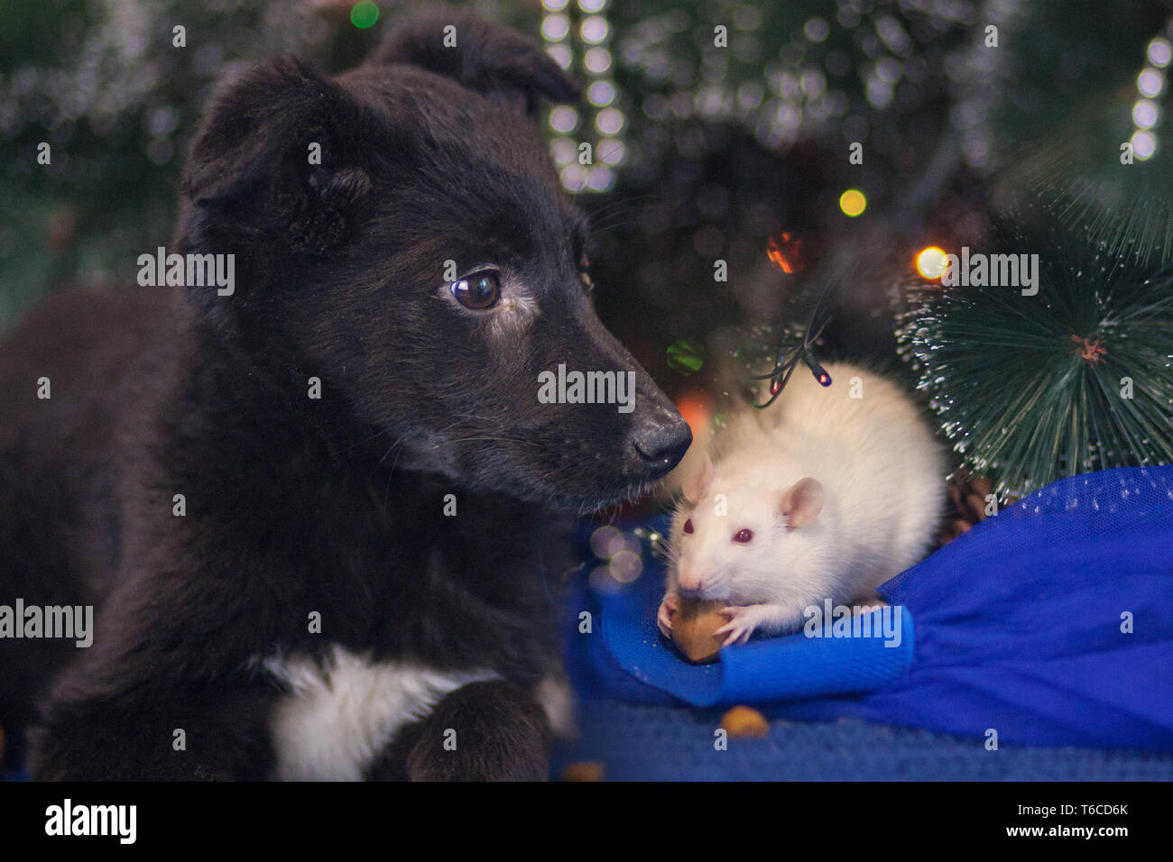 Dog and rat concept. Friendship of animals. Animals White rat Stock ...