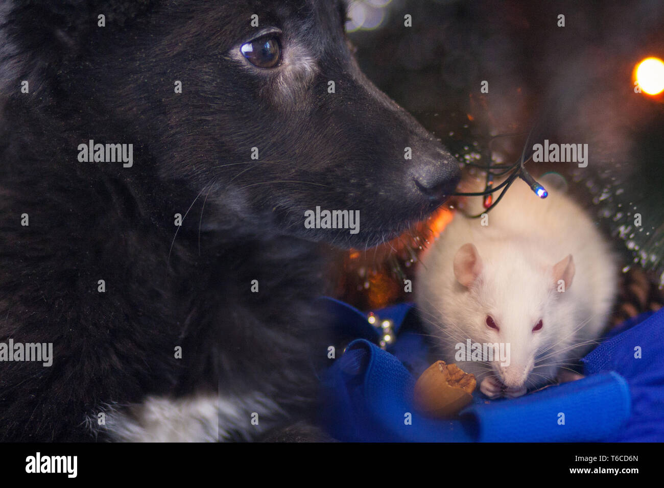 Dog and rat concept. Friendship of animals. Animals White rat Stock ...