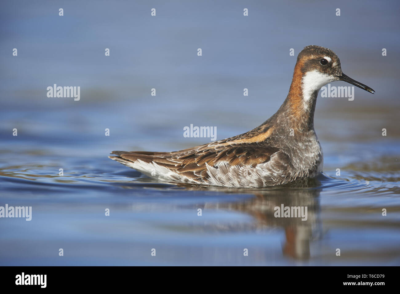 Red-necked phalarope, Phalaropus lobatus Stock Photo - Alamy