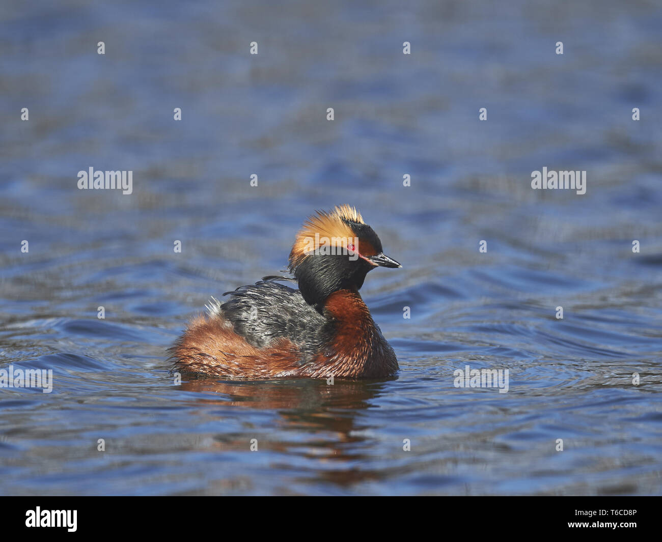 Horned grebe, Podiceps auritus Stock Photo - Alamy