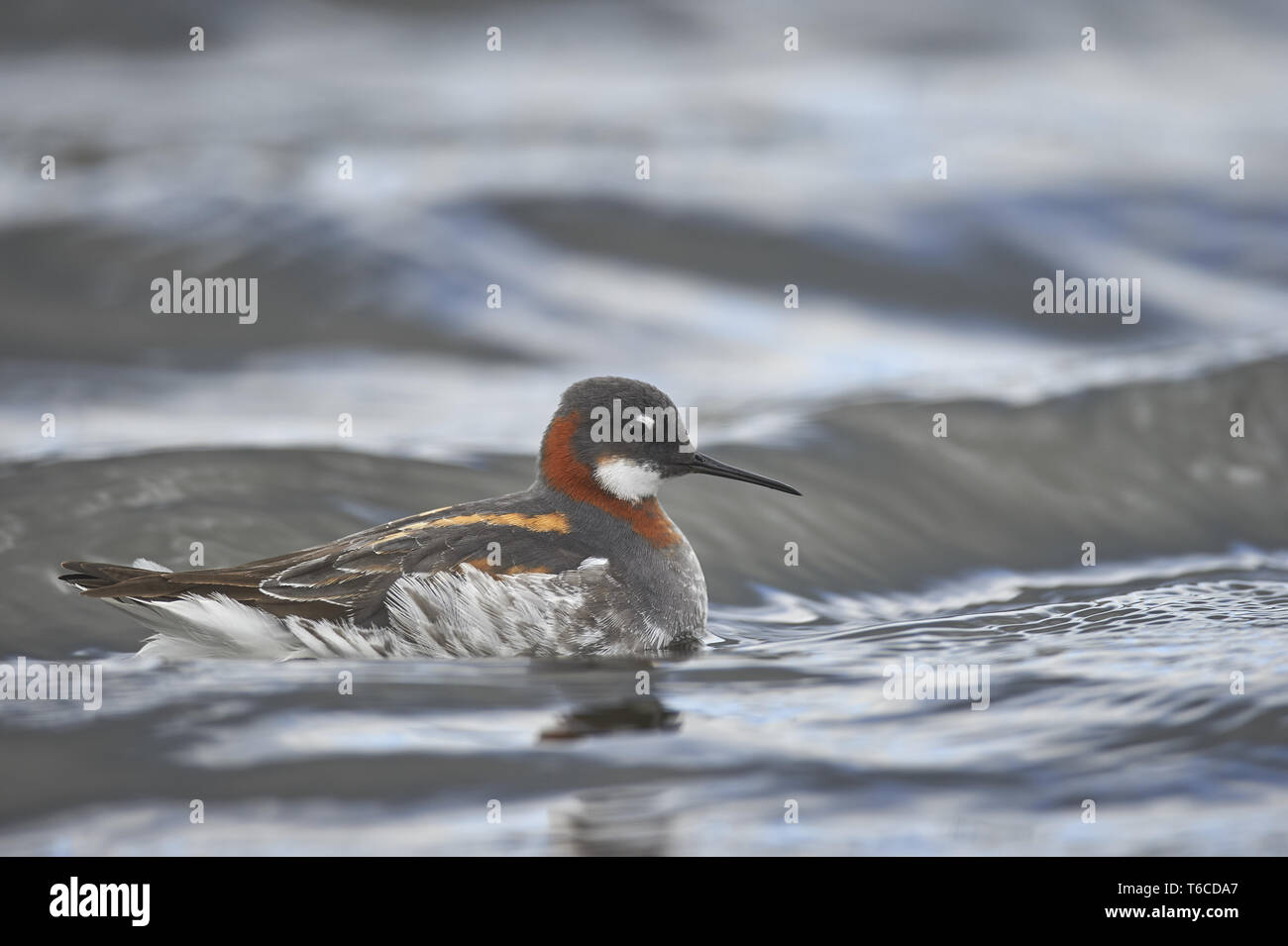 Red-necked phalarope, Phalaropus lobatus Stock Photo - Alamy