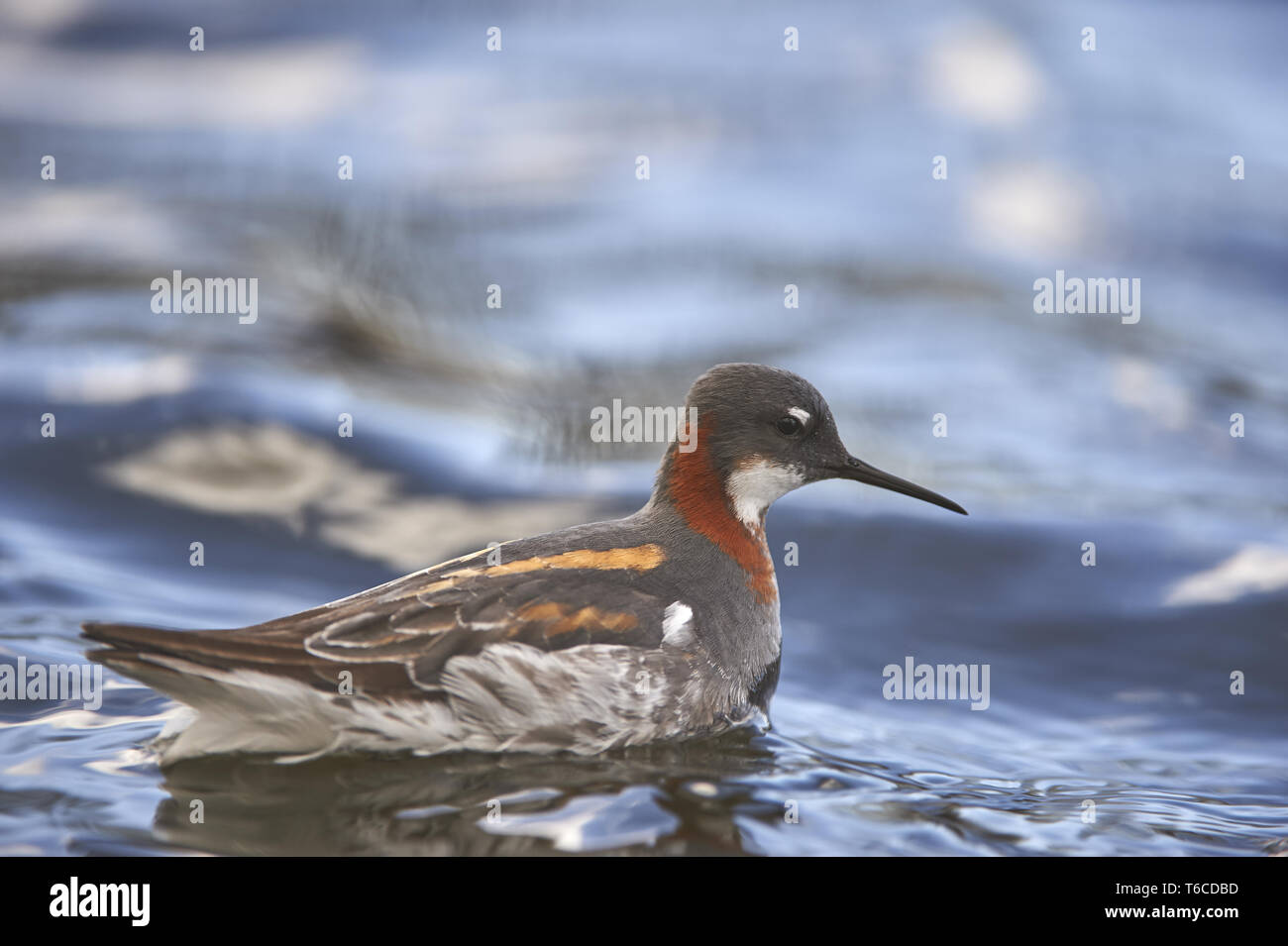 Red-necked phalarope, Phalaropus lobatus Stock Photo - Alamy