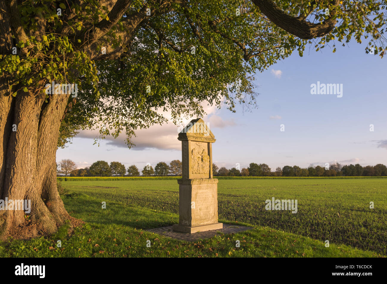 Tilia genus hi-res stock photography and images - Alamy