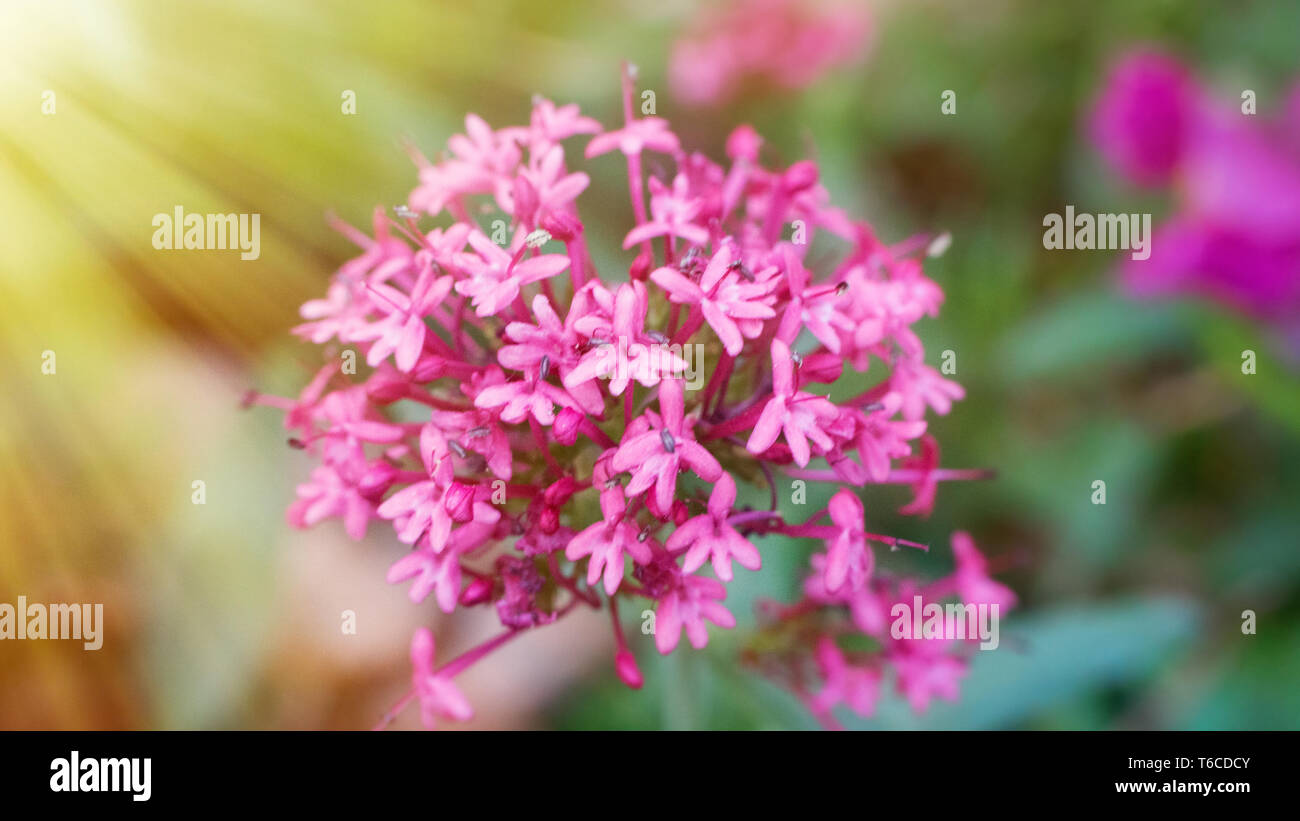 Enlarged flowers (even outwardly simple) look amazingly beautiful when ...