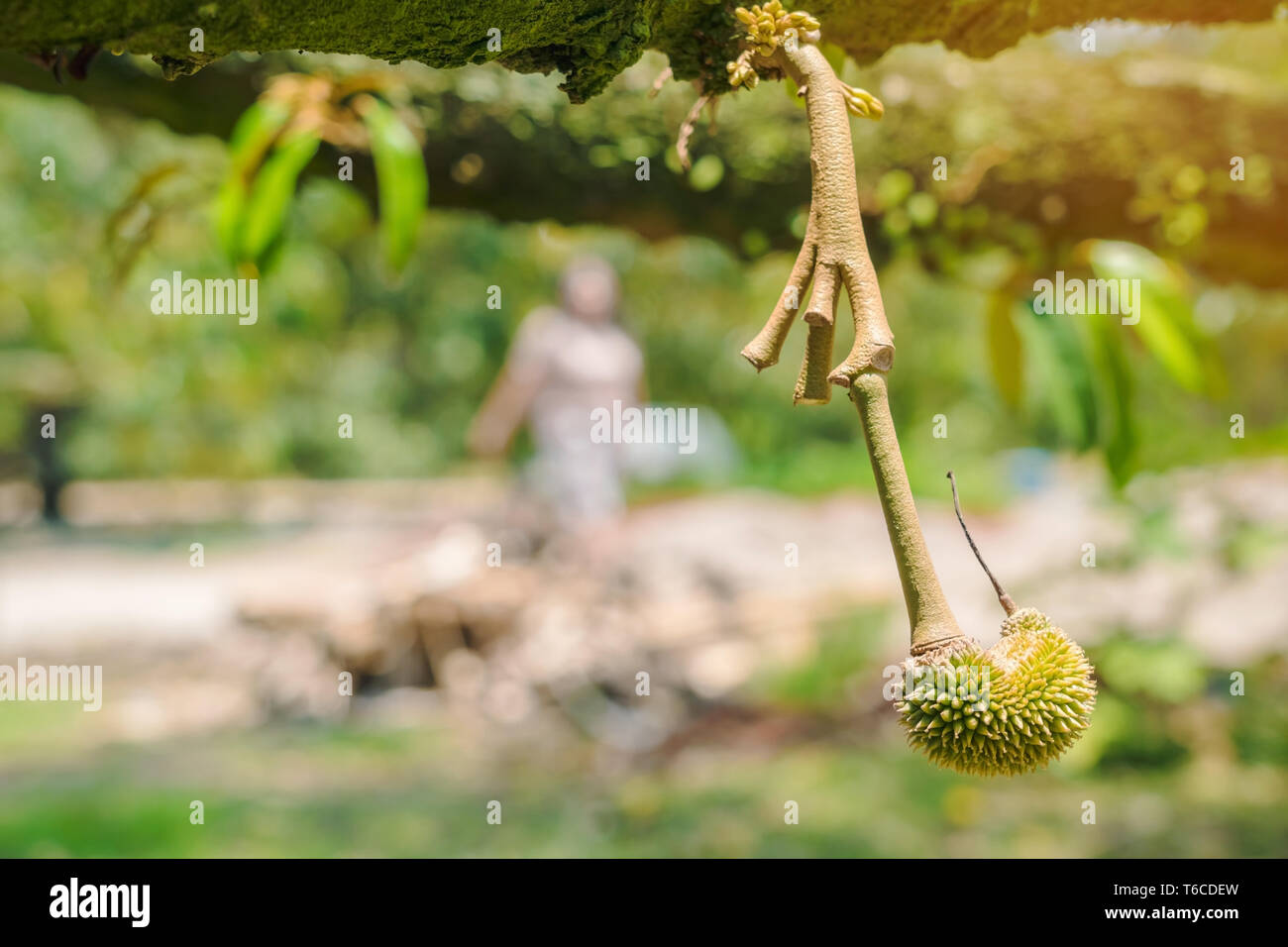 Flowering and growing of durian flowers on trees in April at ...