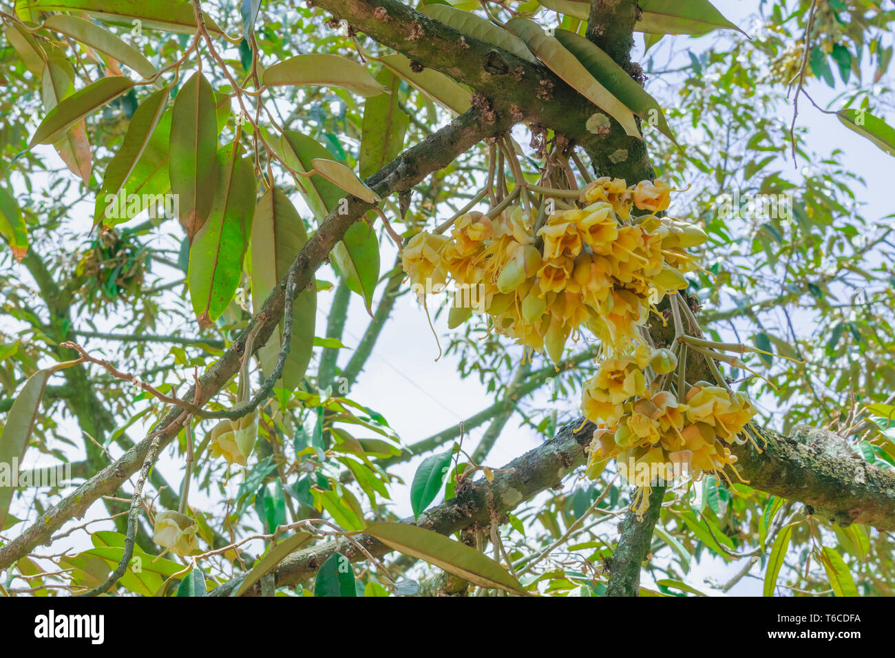 Flowering and growing of durian flowers on trees in April at ...