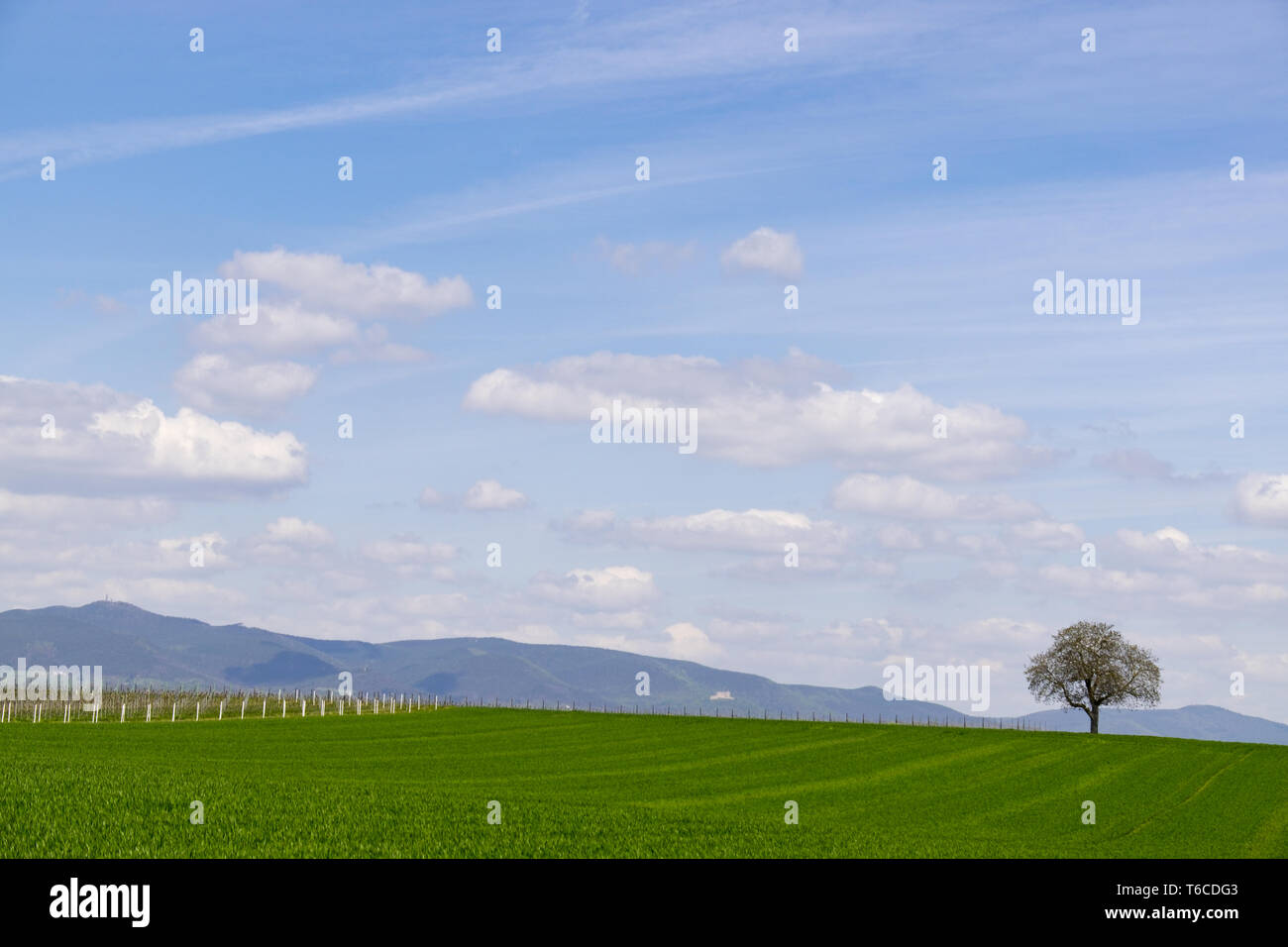 Walnut trees (Juglans regia Stock Photo - Alamy