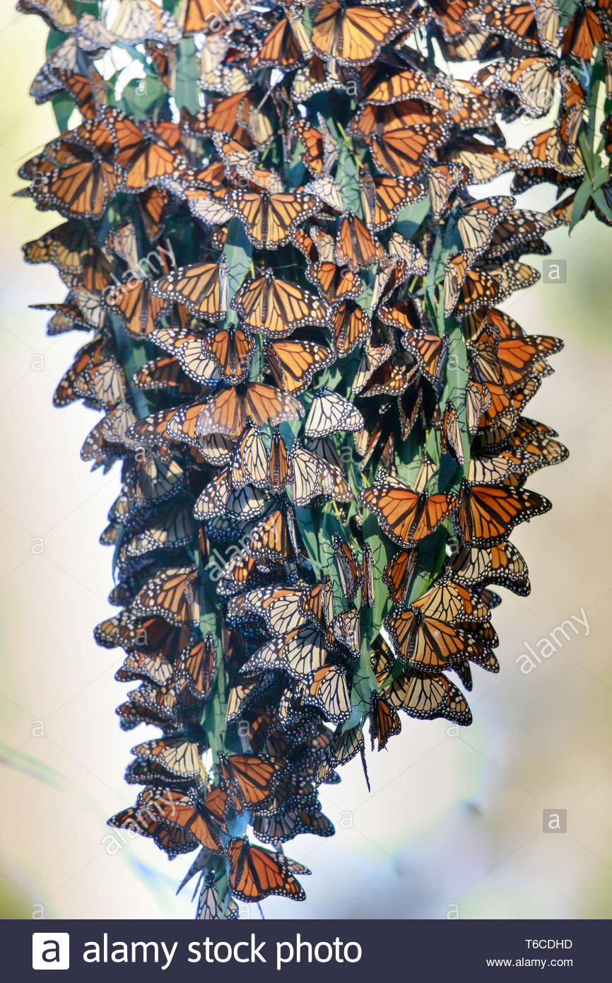 Monarch Butterflies Migration Flight Stock Photos & Monarch Butterflies ...