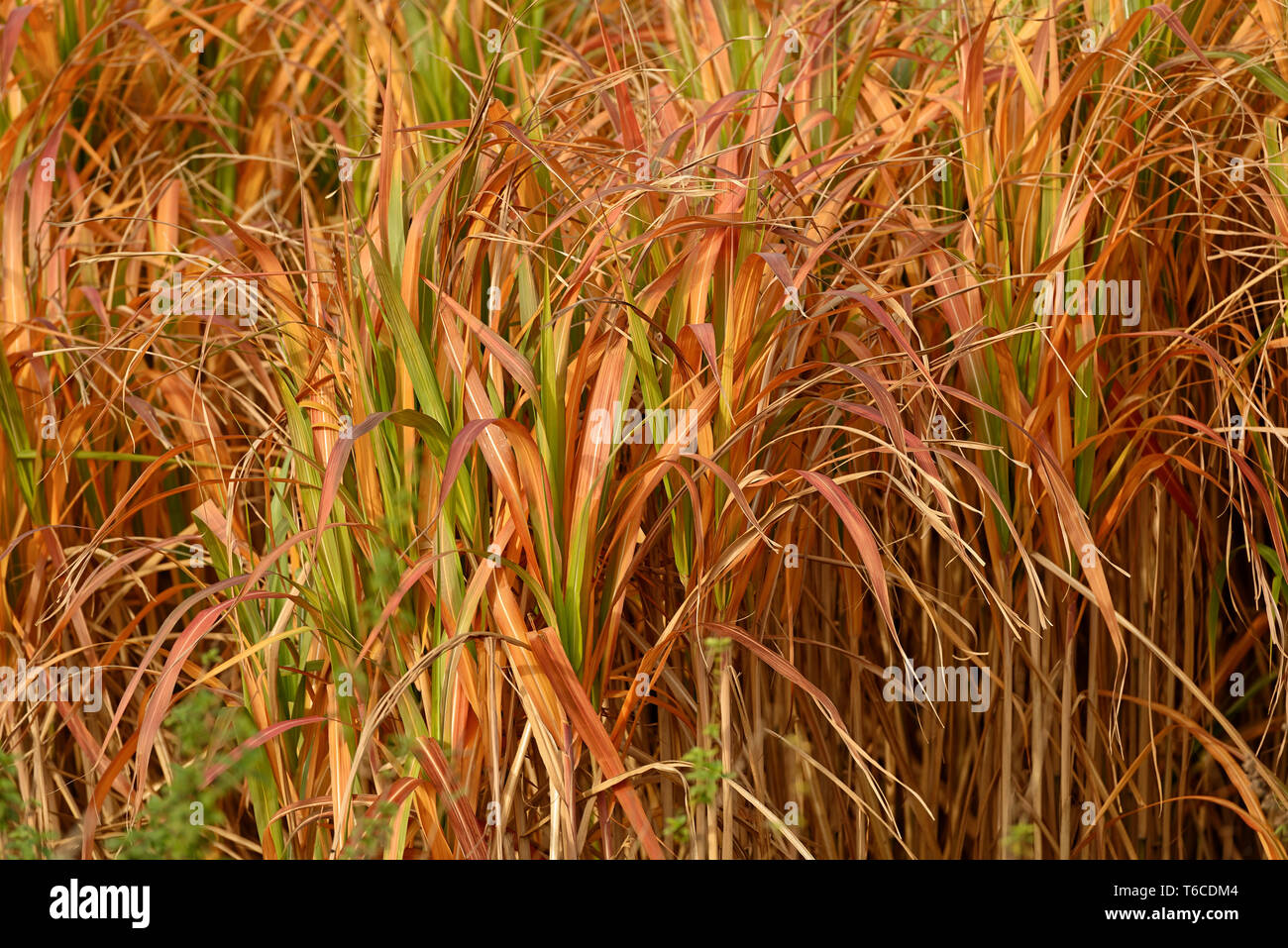 Autumn reed in natural hi-res stock photography and images - Alamy