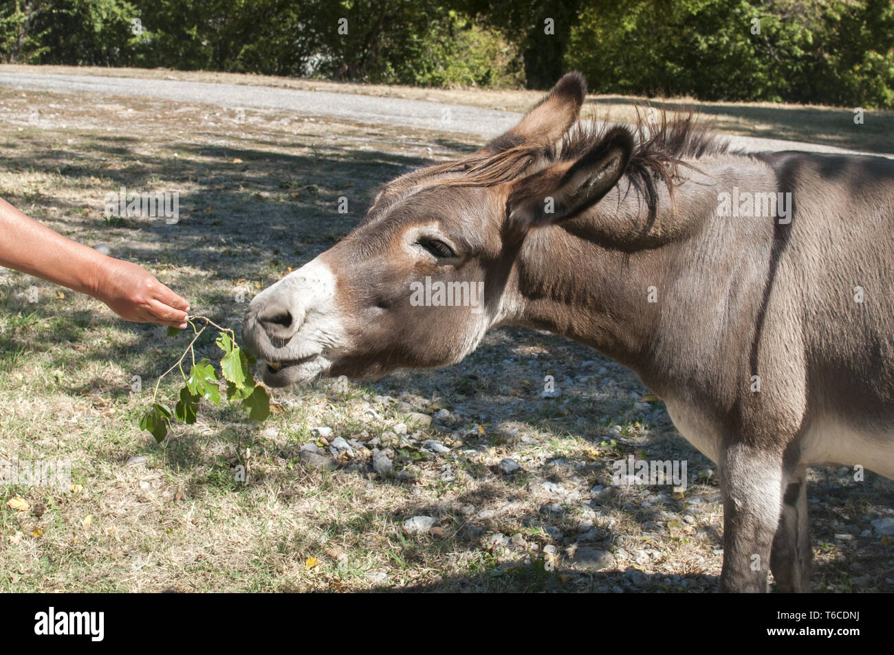 Human hand feeding donkey with twig of green fresh leaves Stock Photo ...