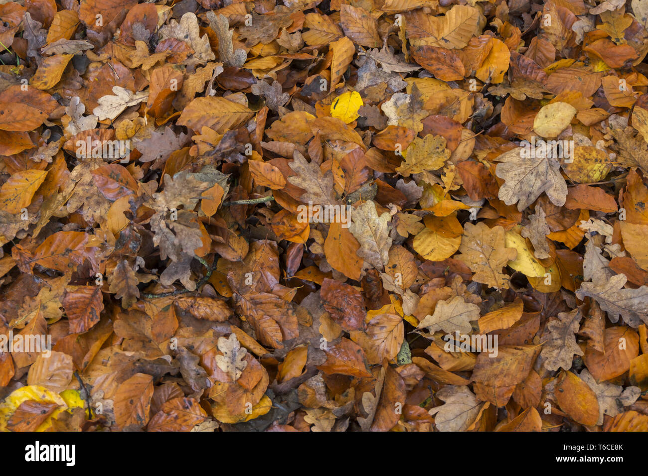 Beech and oak leaves hi-res stock photography and images - Alamy