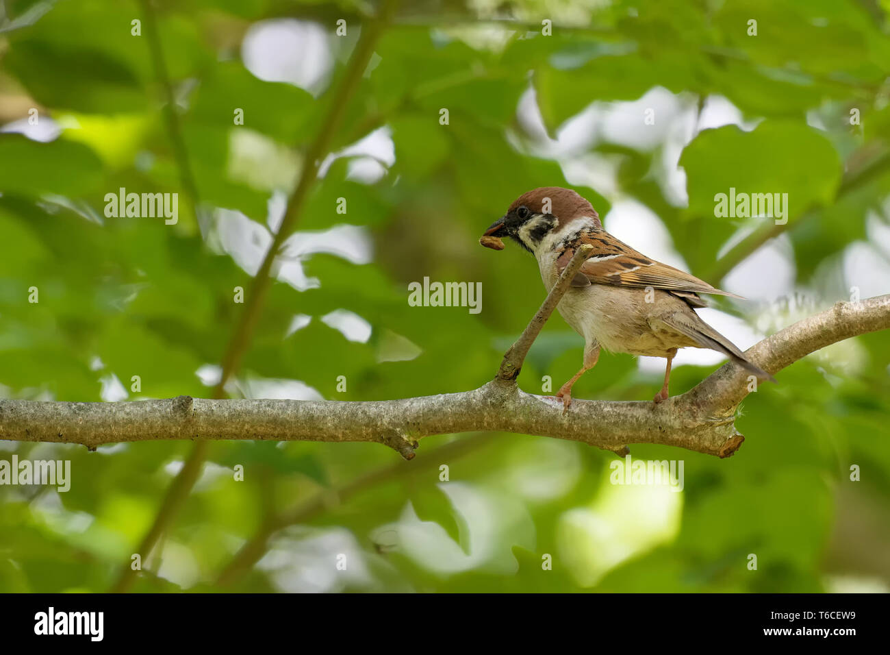 Eurasian tree sparrow Stock Photo - Alamy