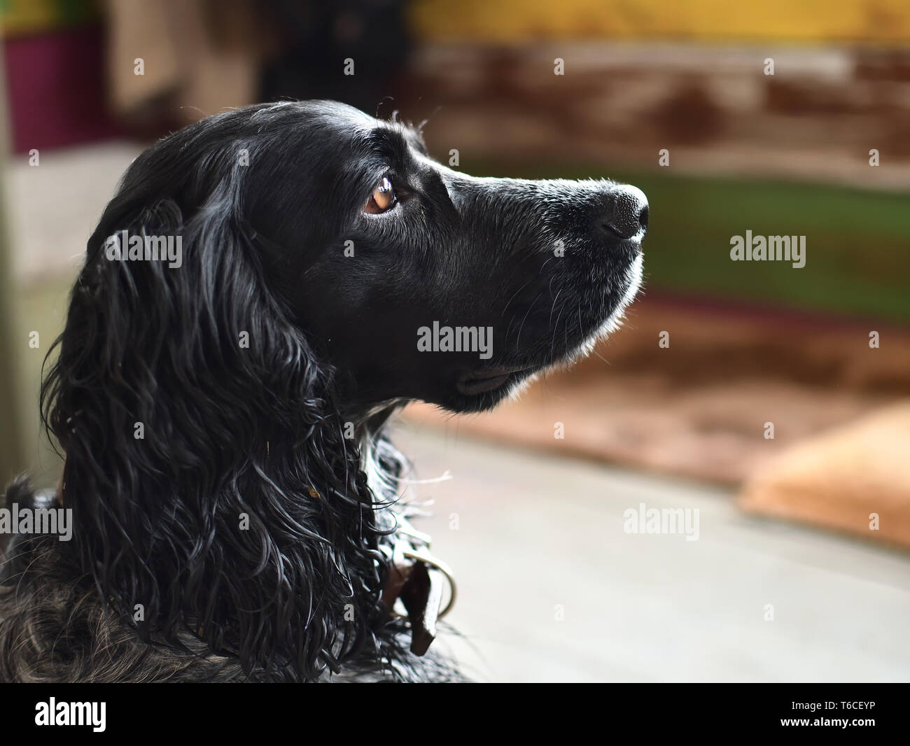 Spaniel dog head hi-res stock photography and images - Alamy