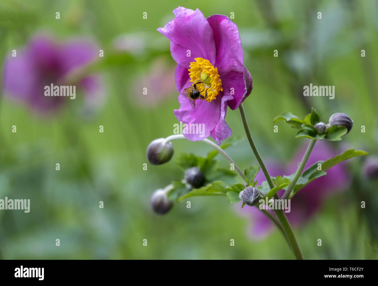 Autumn anemone (Anemone hupehensis Stock Photo - Alamy