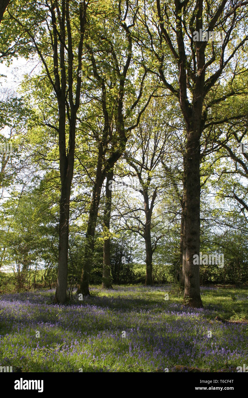 Baume árboles hi-res stock photography and images - Alamy