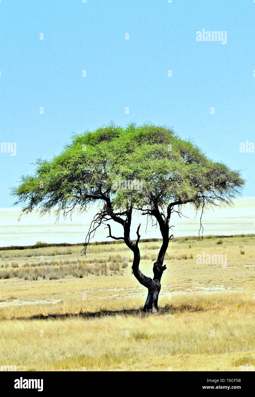 Umbrella acacia in Namibia Stock Photo - Alamy