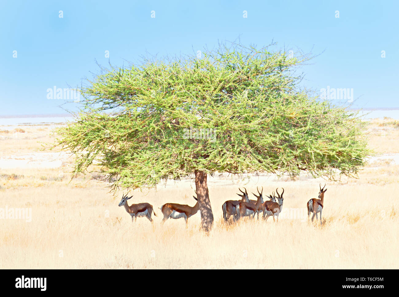 Group Of Springboks High Resolution Stock Photography and Images - Alamy