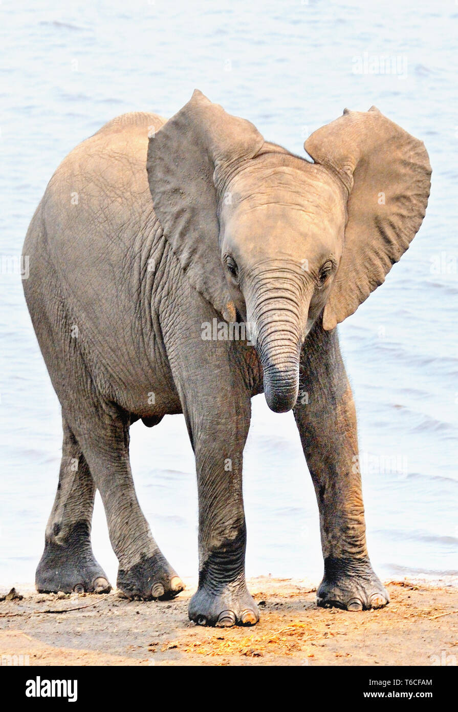 Elephants bw hi-res stock photography and images - Alamy