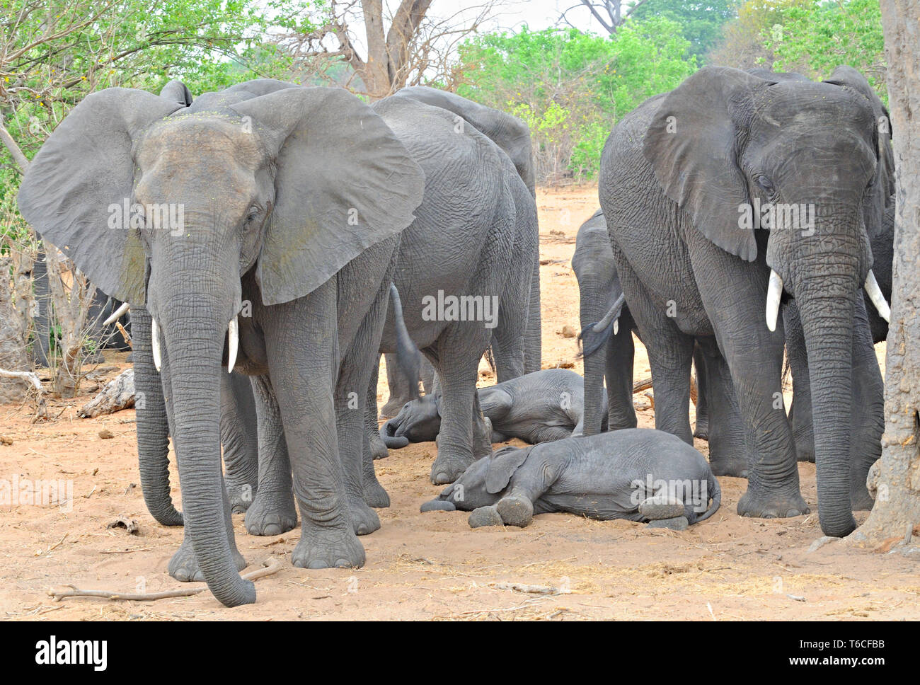 Elephant group while sleeping Stock Photo - Alamy