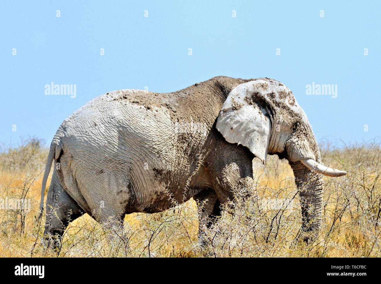 old elephant bull Stock Photo - Alamy