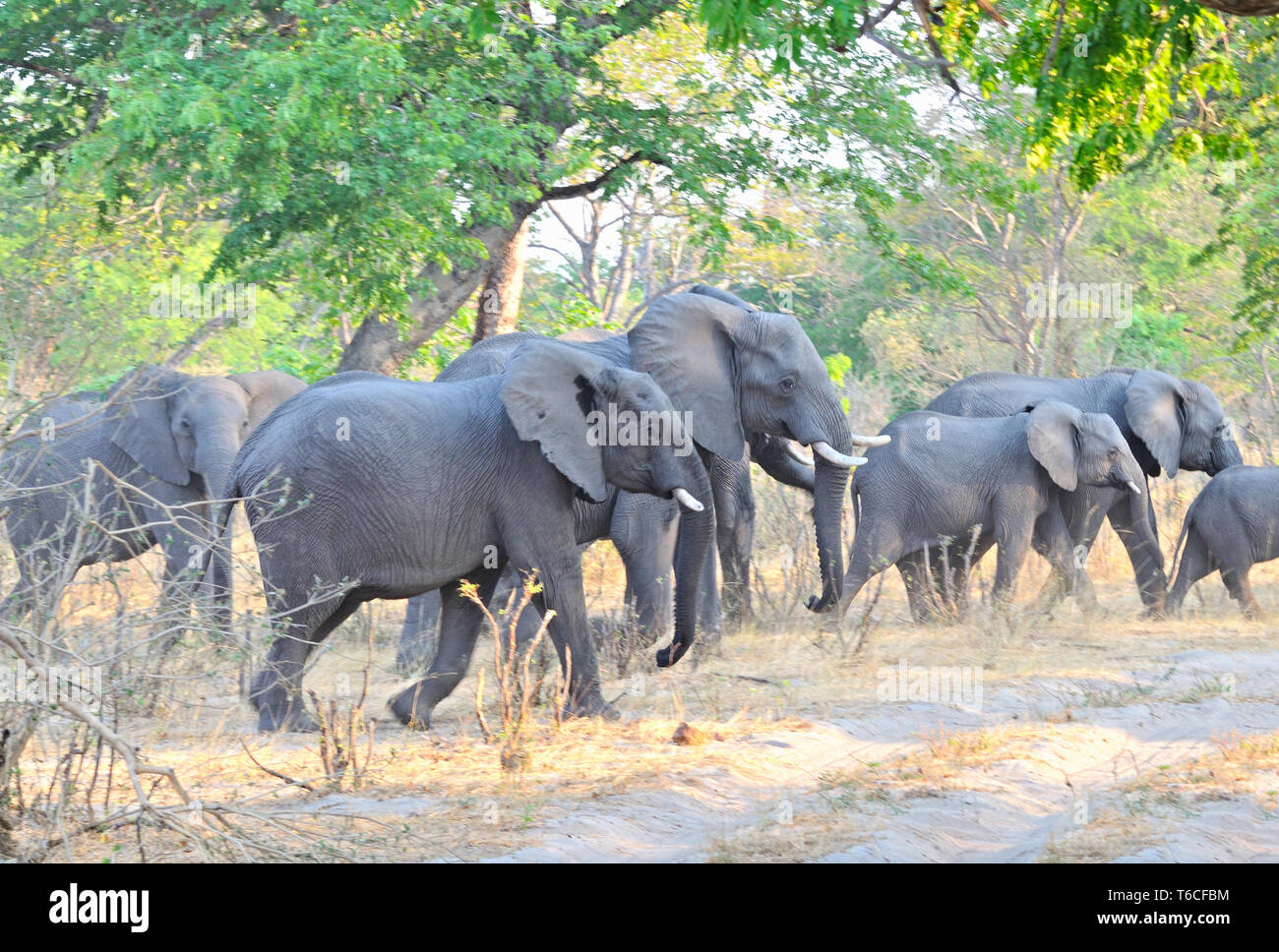 Elephant group crossing the road Stock Photo - Alamy