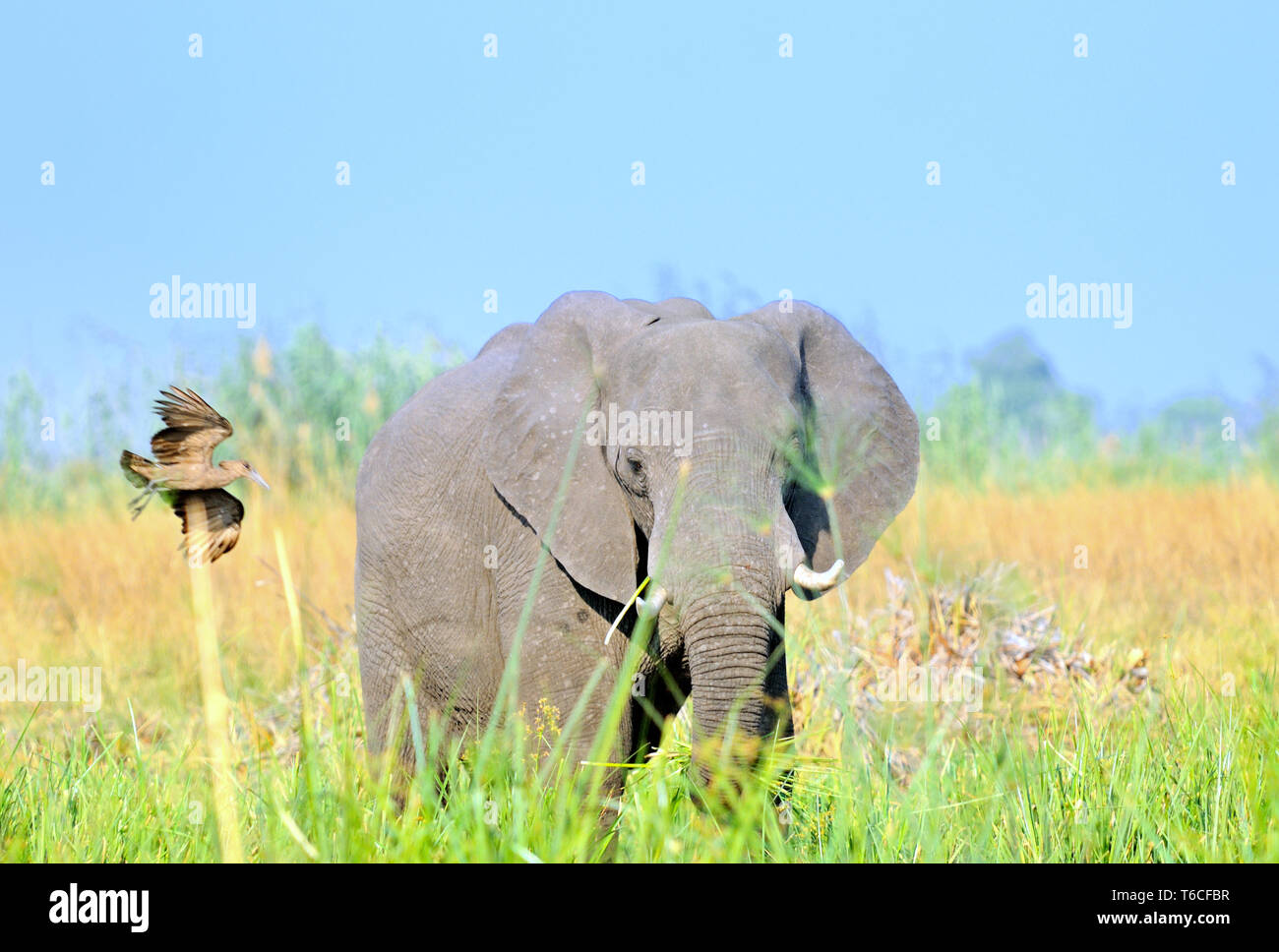 Fly by the elephant Stock Photo - Alamy