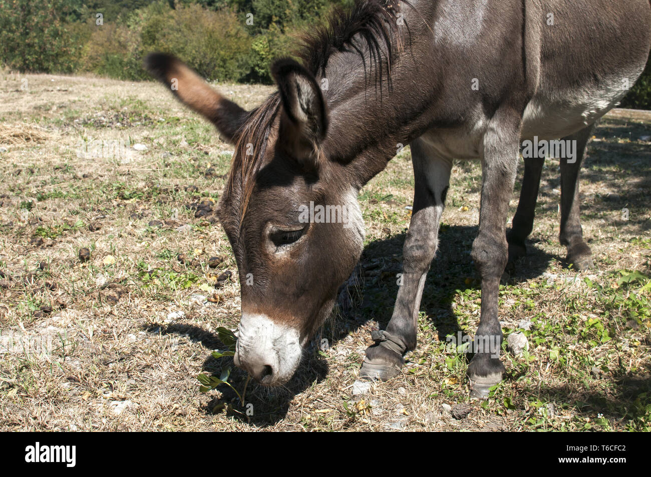 Female donkey hi-res stock photography and images - Alamy