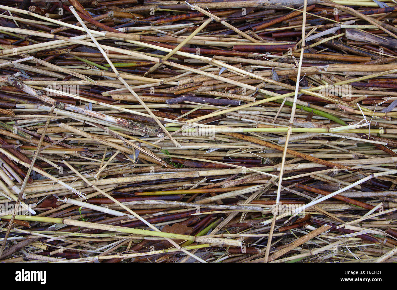 Reed colour hi-res stock photography and images - Alamy