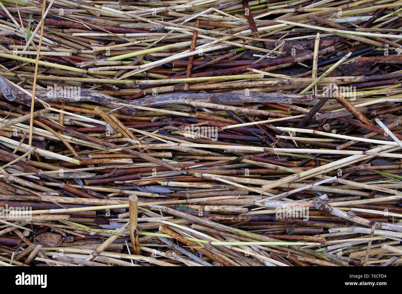 Reed colour hi-res stock photography and images - Alamy
