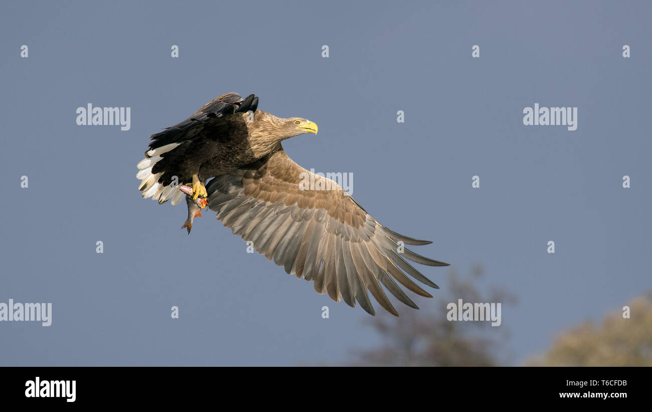 White tailed eagle ern hi-res stock photography and images - Alamy