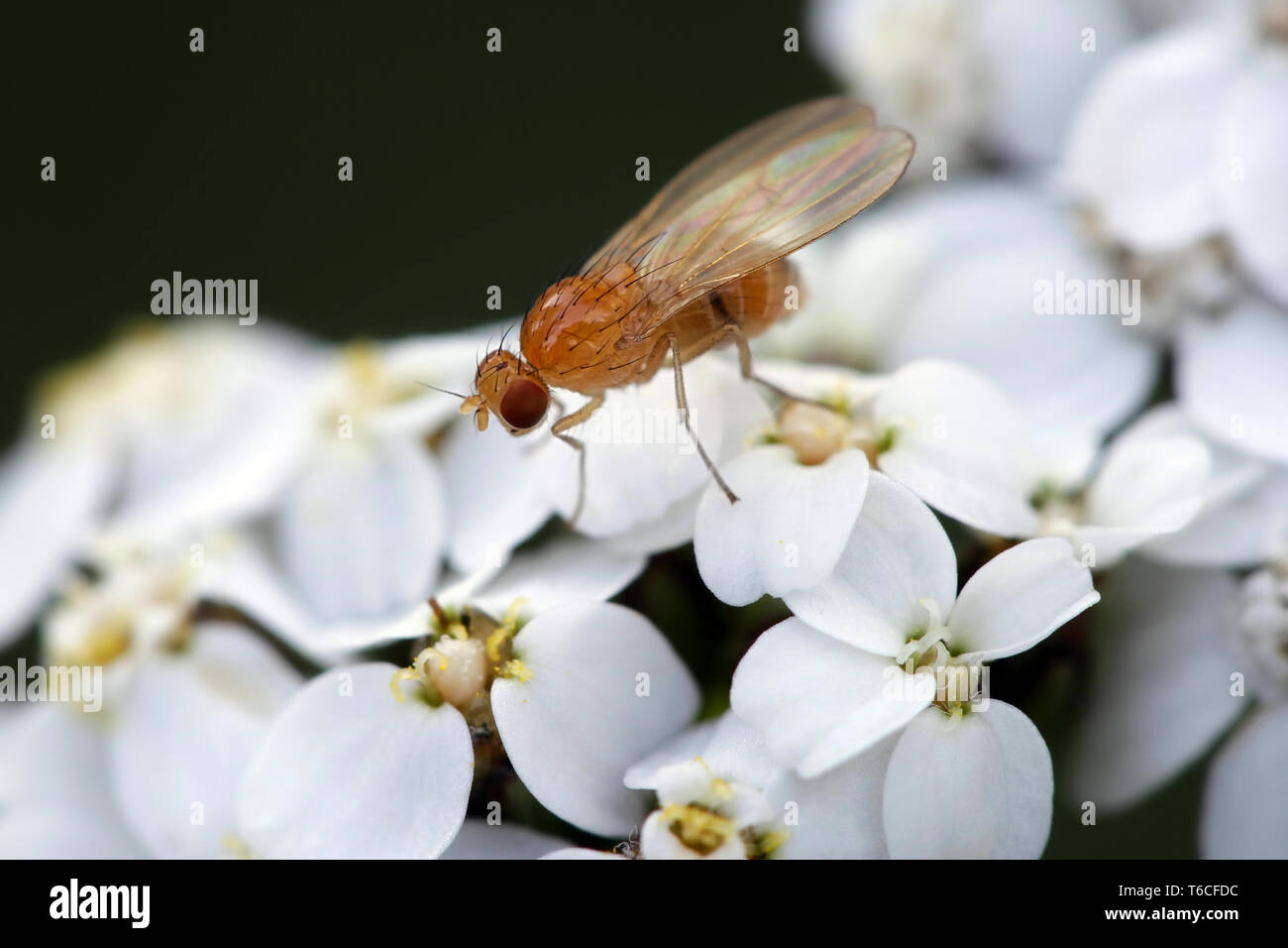Achillea millefolium orange hi-res stock photography and images - Alamy
