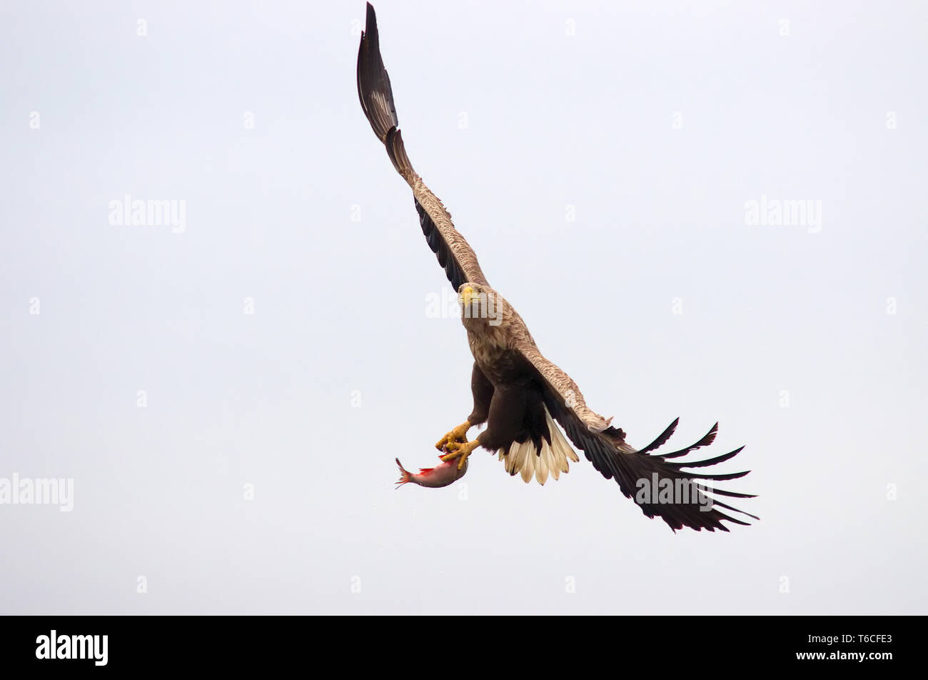 White tailed eagle flies hi-res stock photography and images - Alamy