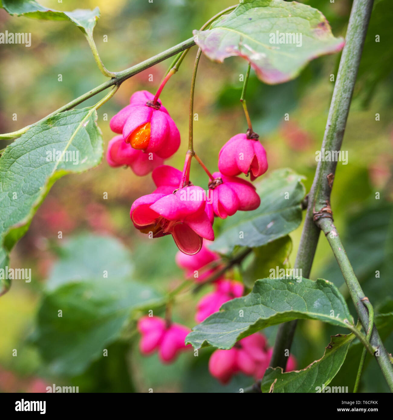 Bishop's cap on a branch And Stock Photo - Alamy