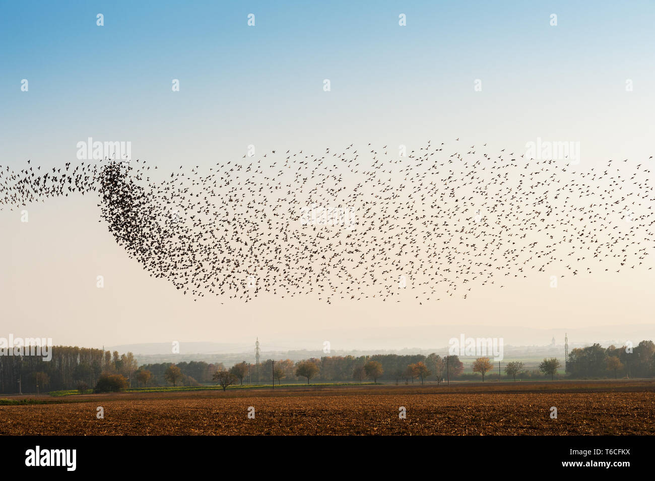 Flock of birds stare in flight over the fields Stock Photo - Alamy