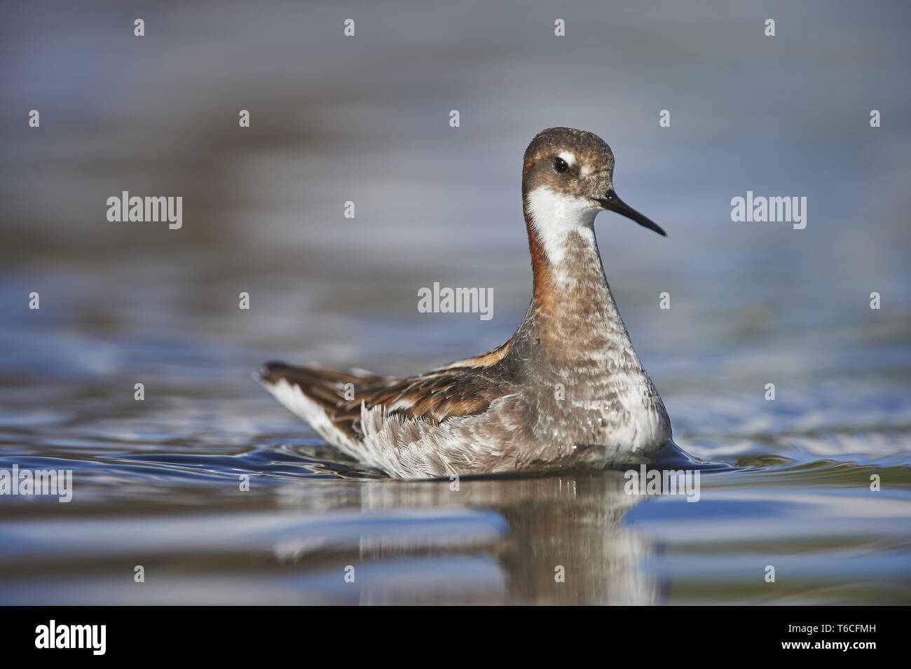 Red-necked phalarope, Phalaropus lobatus Stock Photo - Alamy