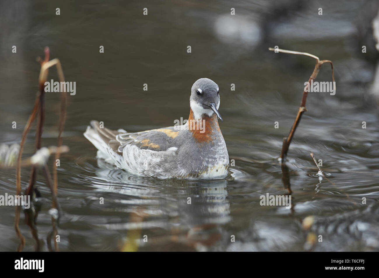Red-necked phalarope, Phalaropus lobatus Stock Photo - Alamy