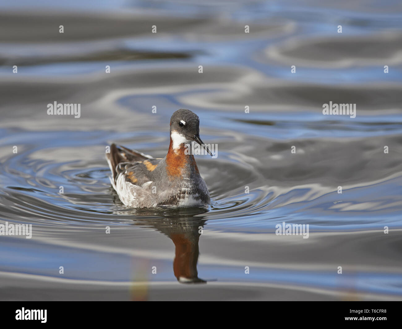 Red-necked phalarope, Phalaropus lobatus Stock Photo - Alamy