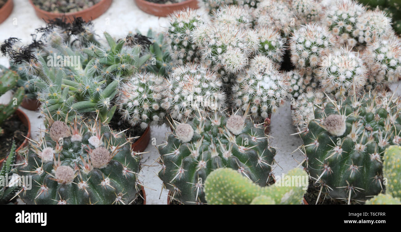cactus and succulents plants for sale at market Stock Photo - Alamy