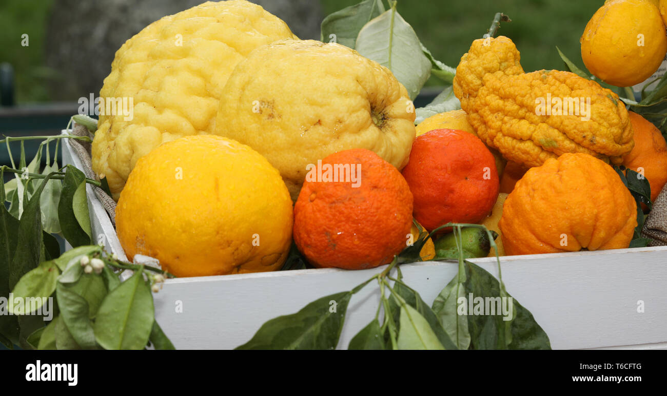 very big citrus and ripe organic lemons cultivated without pesticide in ...