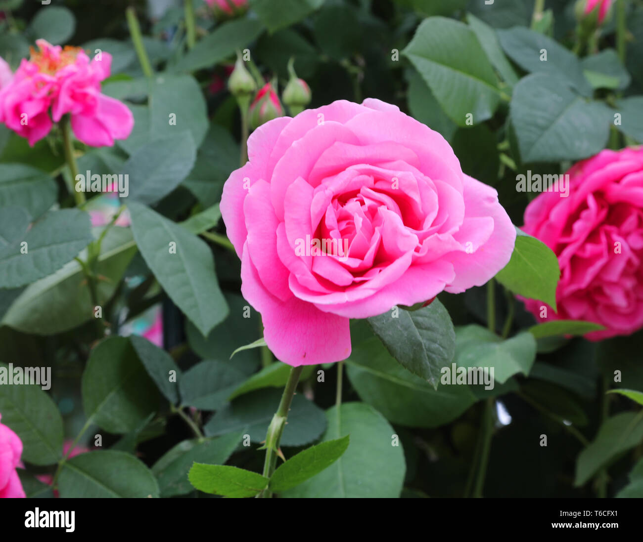 big pink rose flower and green leaves in background Stock Photo - Alamy
