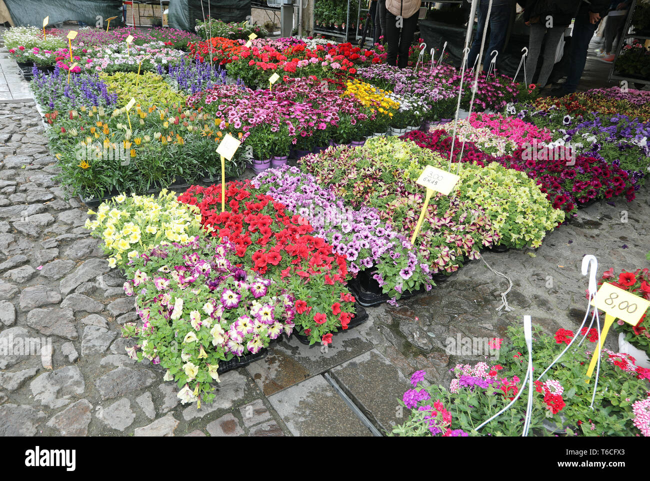 alfresco market with many flowers in the pots in spring Stock Photo - Alamy