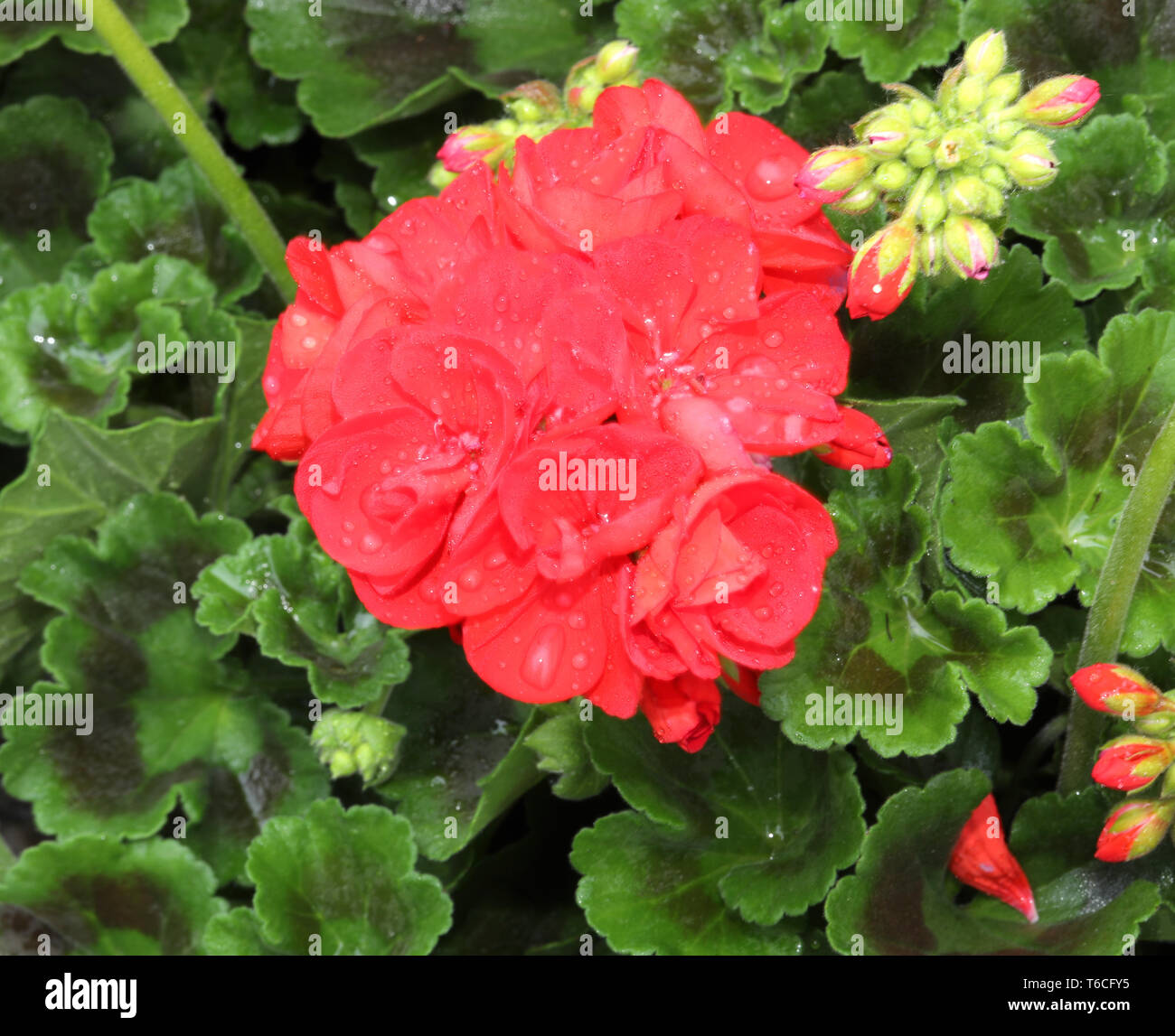Big geraniums hi-res stock photography and images - Alamy