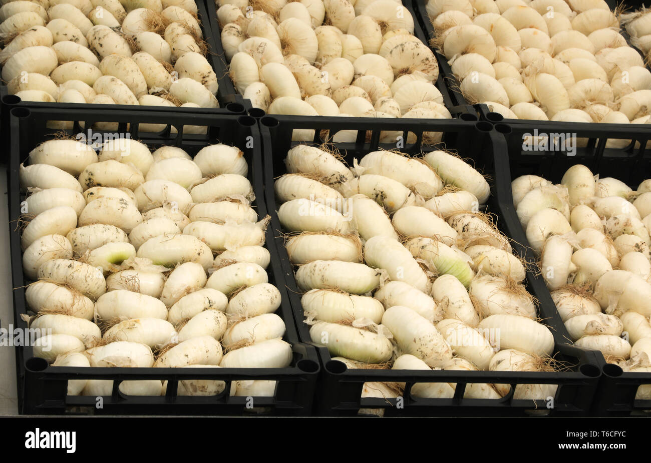 greengrocery store and many boxes of white onions for sale at local ...